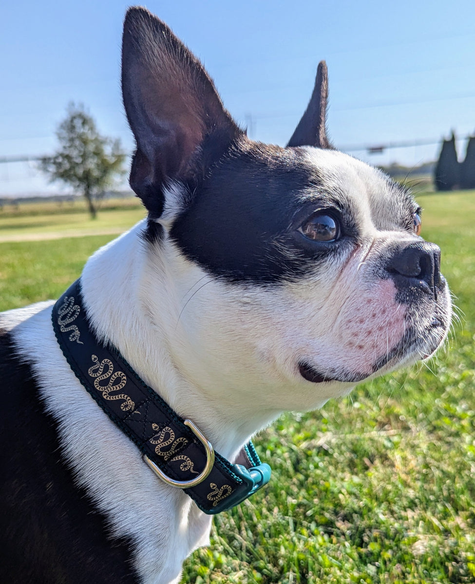 Slithering Snake Dog Collar – Rogue Collars