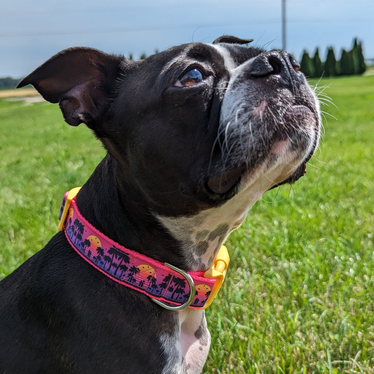 Miami Beach Sunset Dog Collar – Rogue Collars