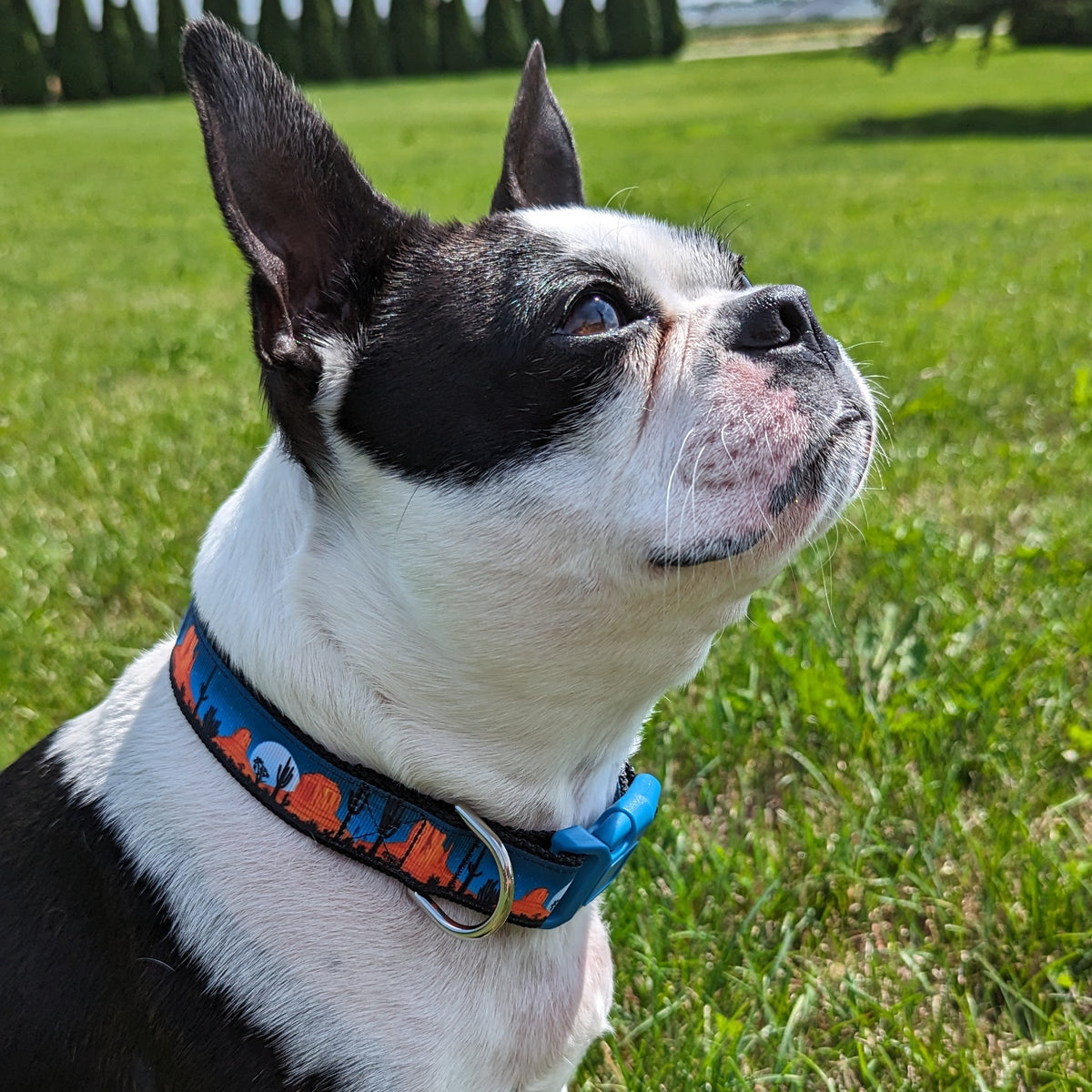 Red Rocks Desert Dog Collar – Rogue Collars