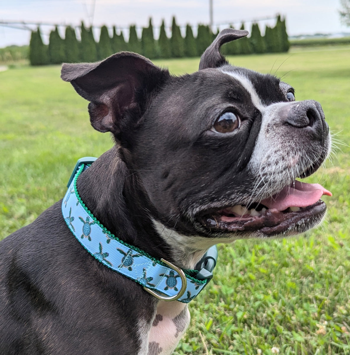 Sea Turtle Dog Collar – Rogue Collars