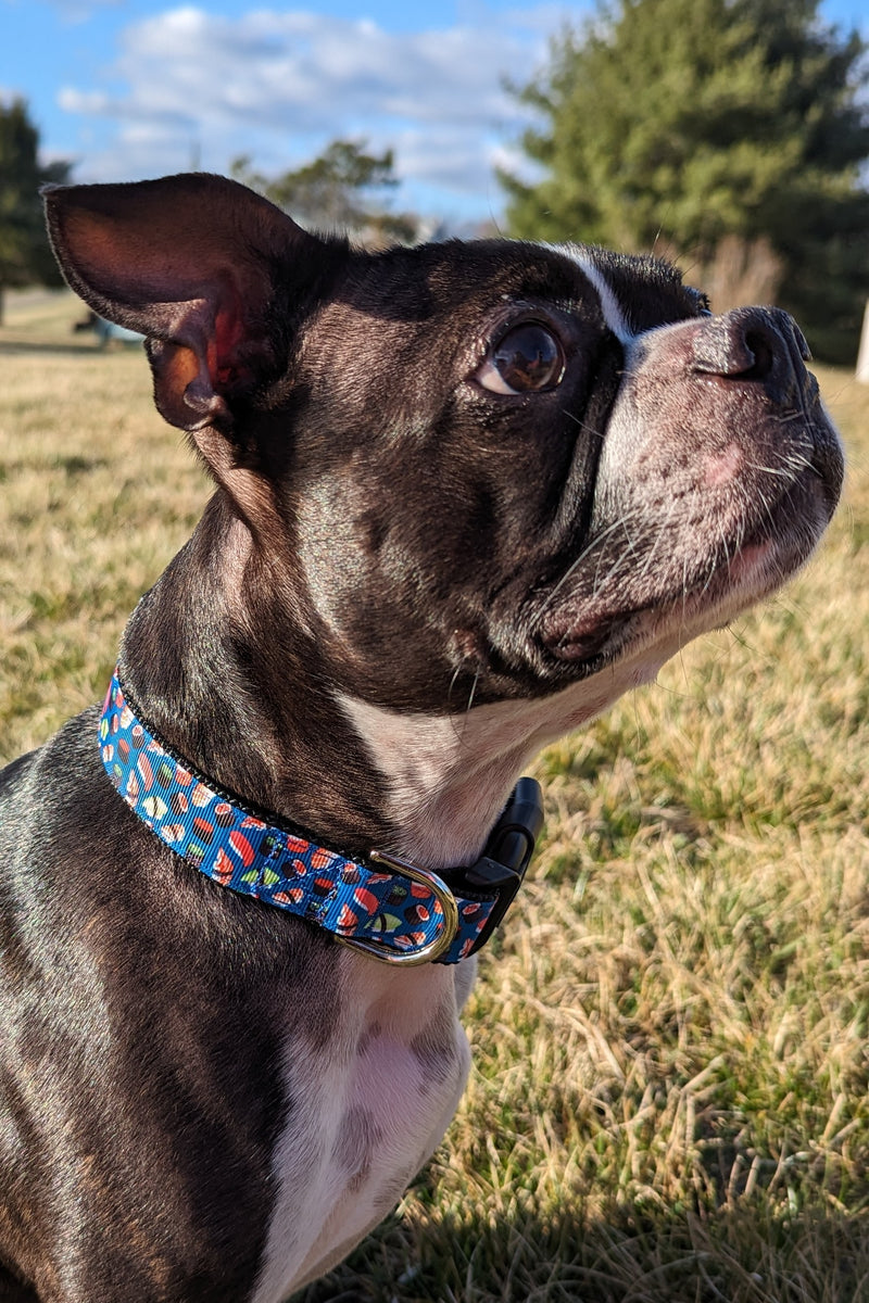Sushi Party Dog Collar – Rogue Collars