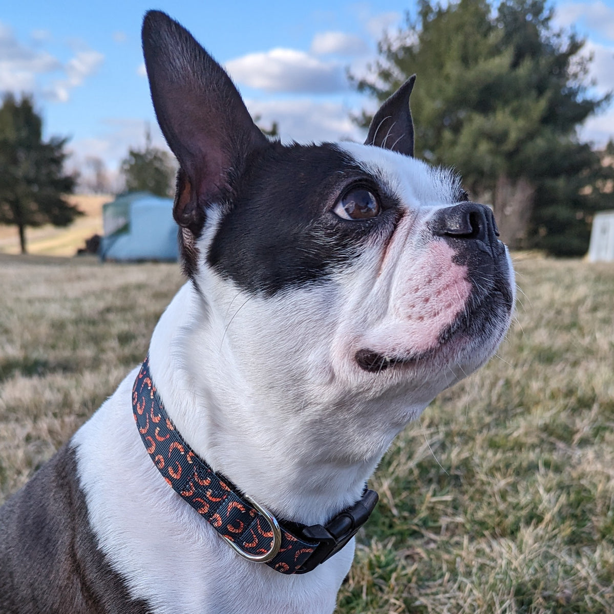 Shrimp Dog Collar – Rogue Collars