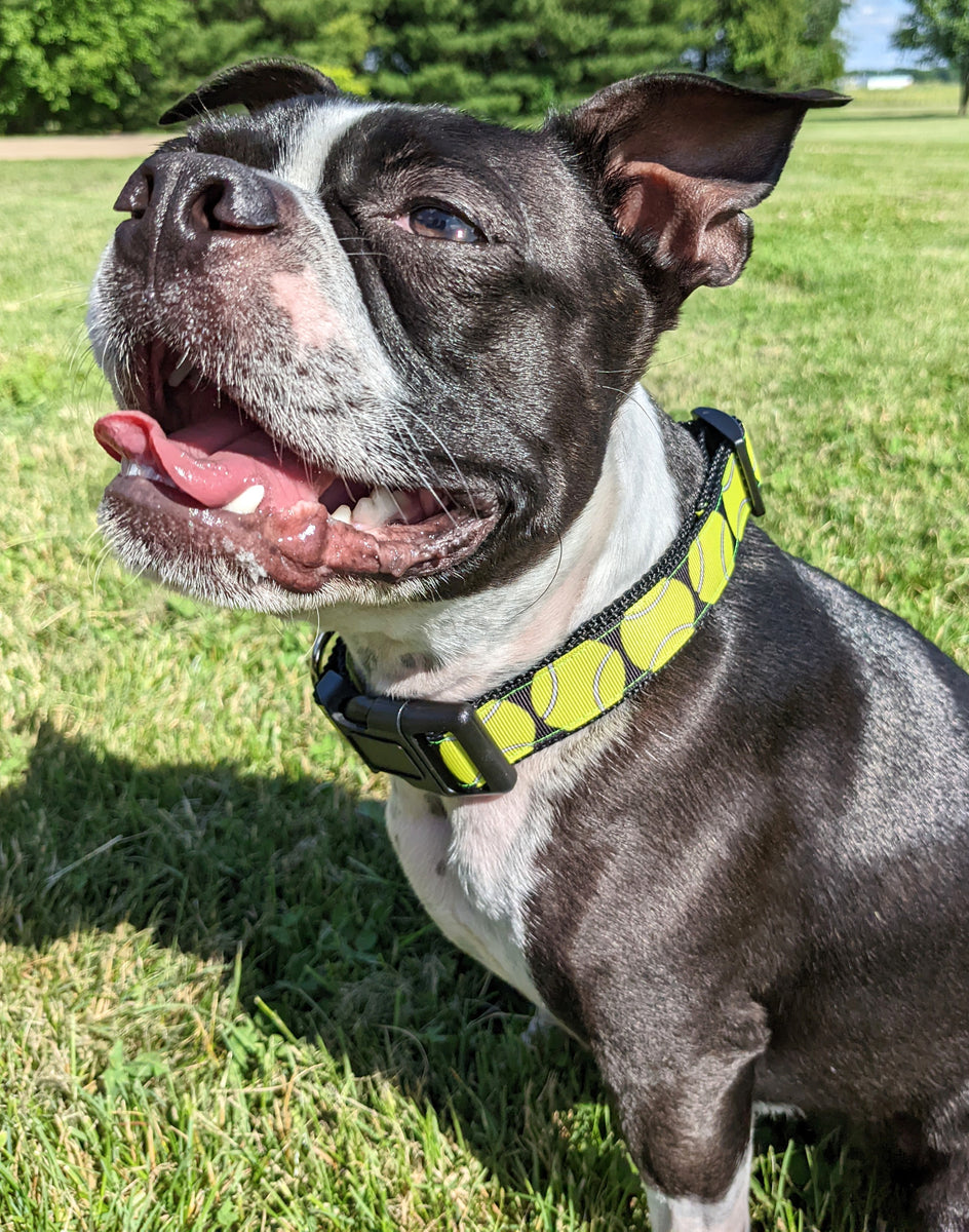Tennis Ball Dog Collar – Rogue Collars