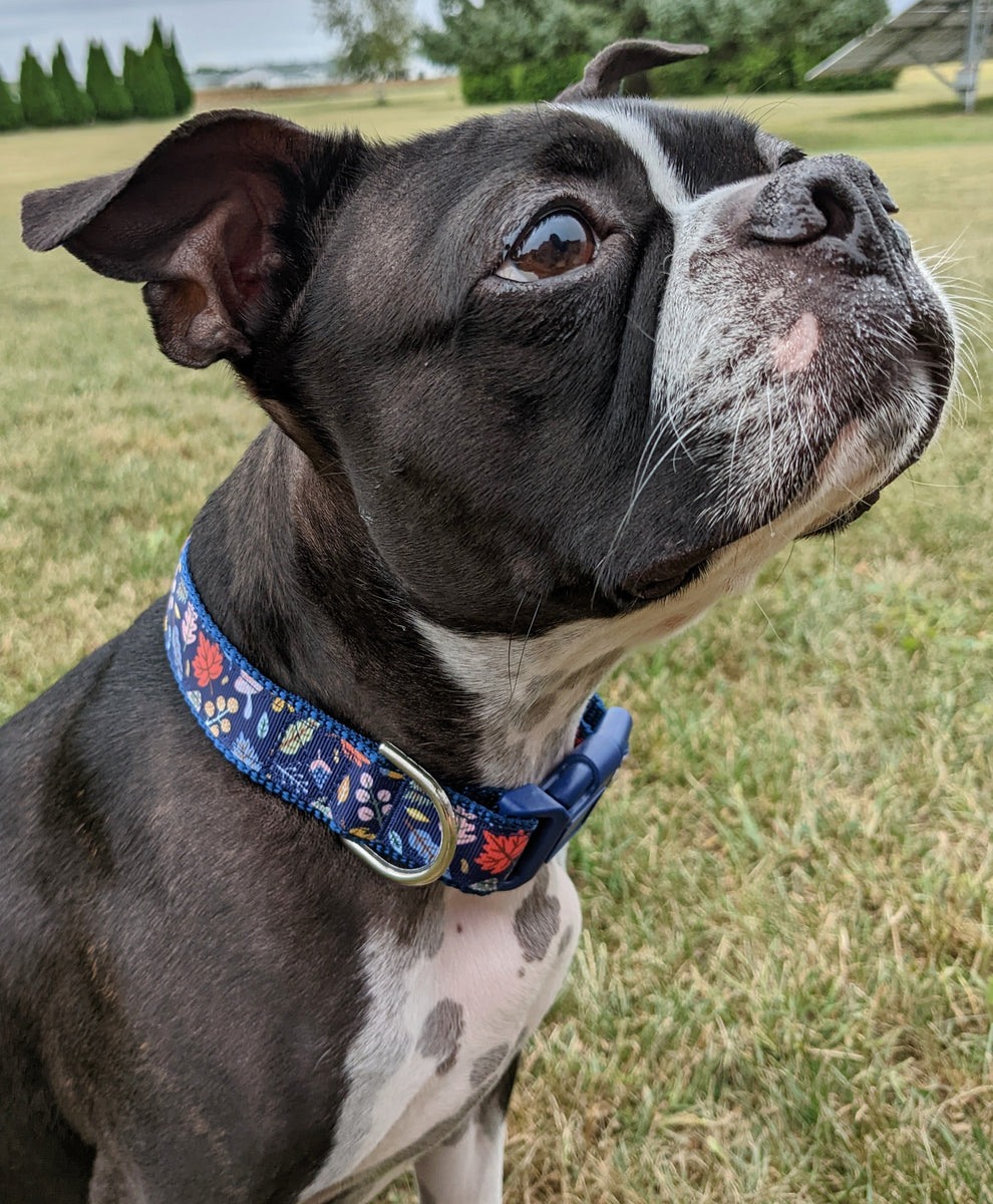 Fall Foliage Dog Collar – Rogue Collars