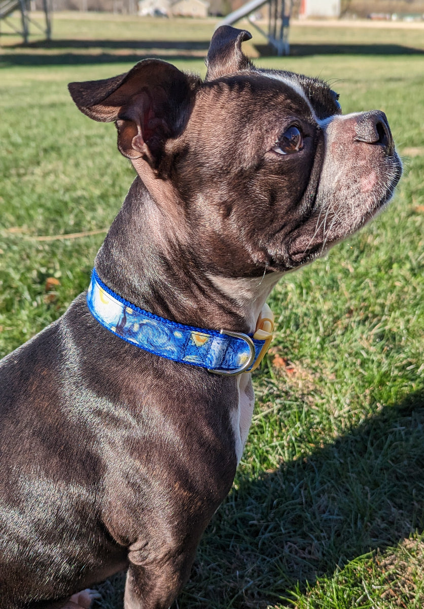 Starry Night Dog Collar – Rogue Collars