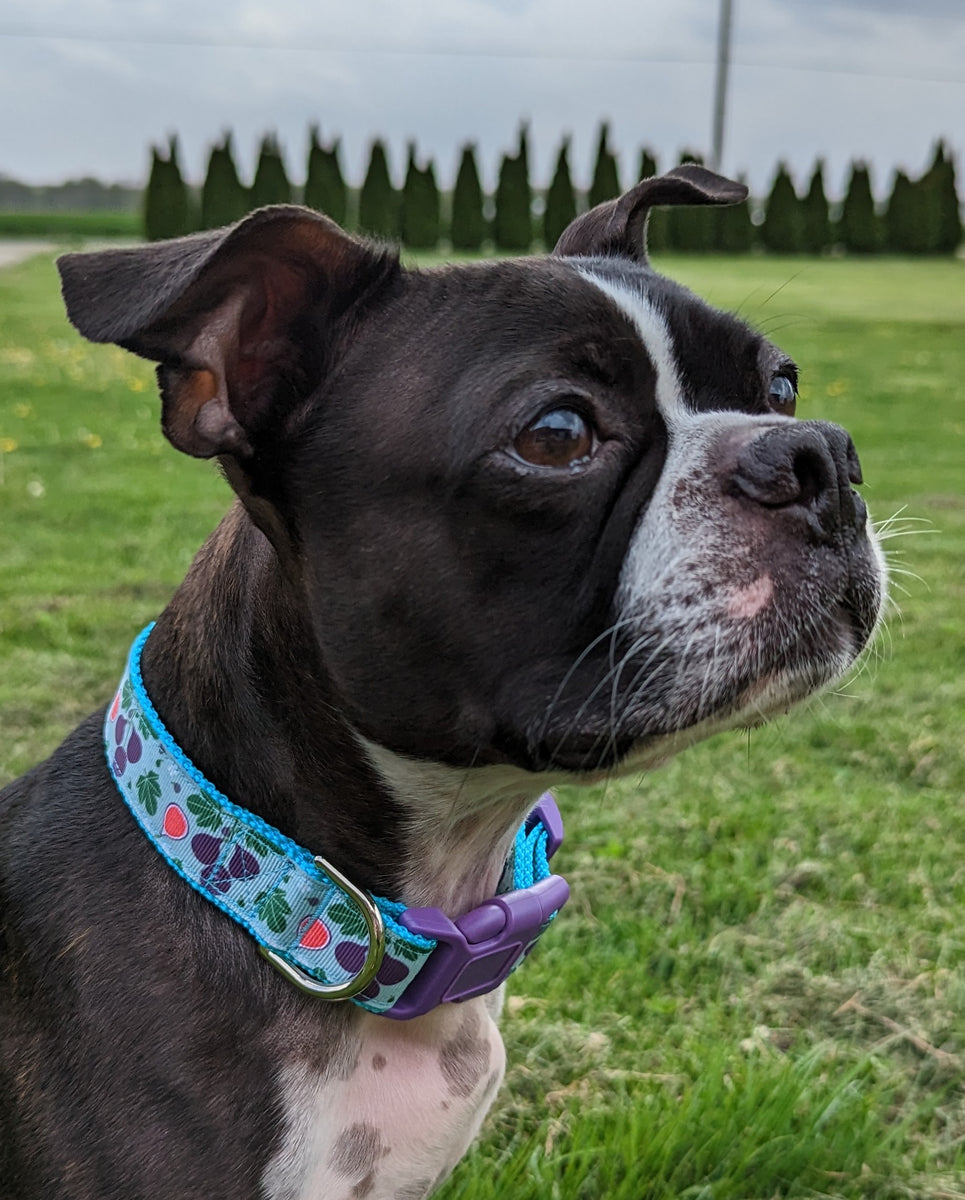 Fig Dog Collar – Rogue Collars