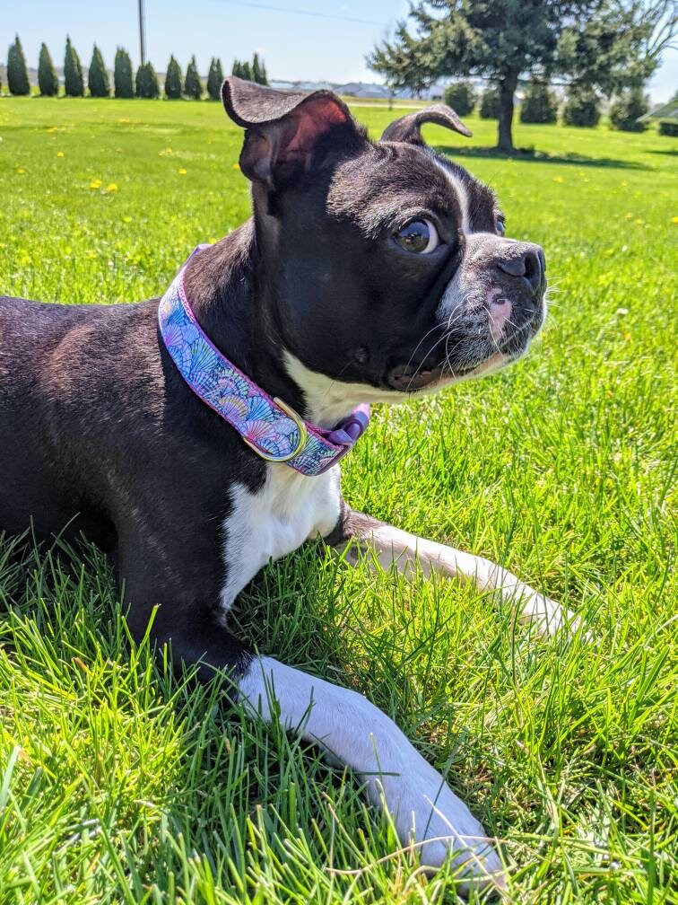 Seashells Dog Collar – Rogue Collars