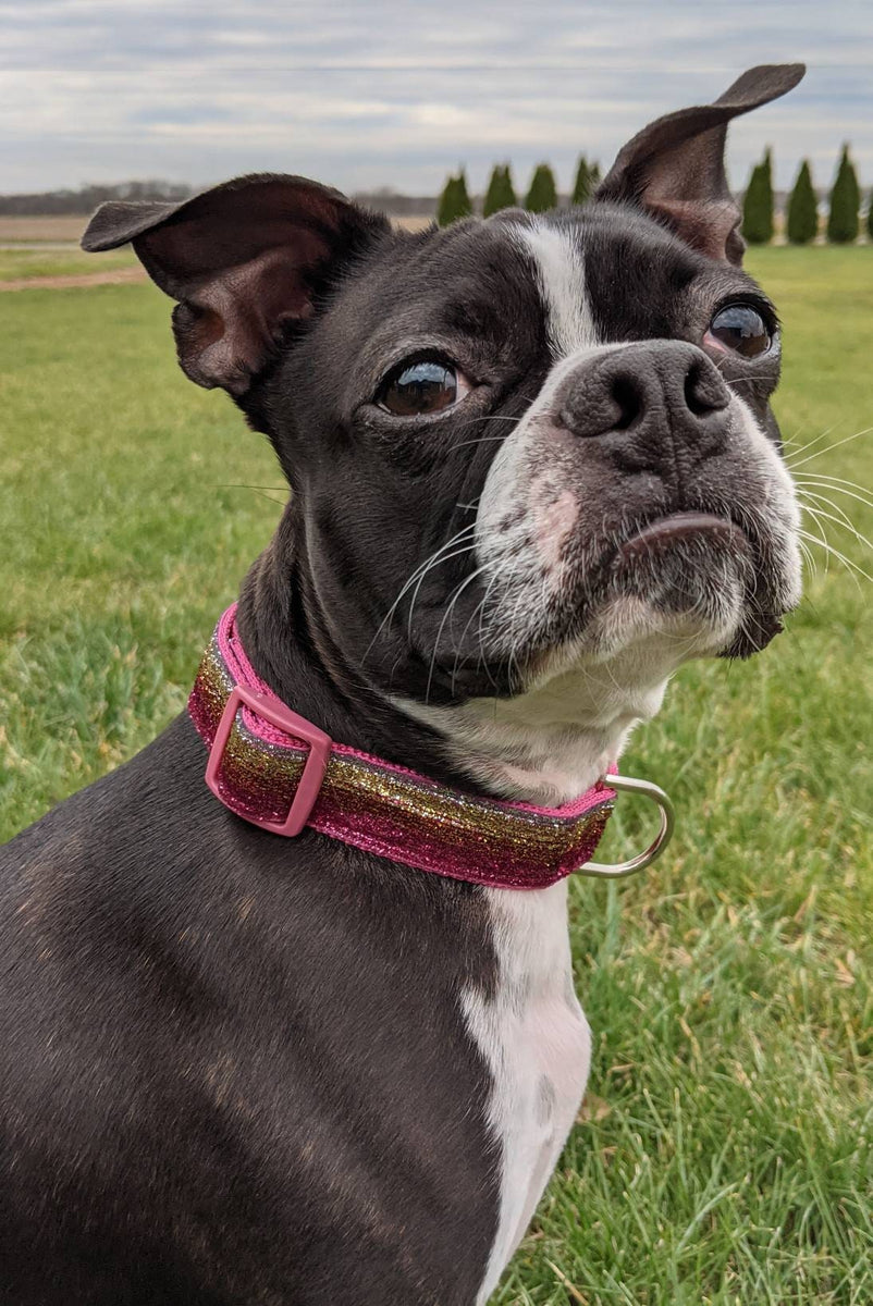 Sunset Ombre Sparkle Dog Collar – Rogue Collars