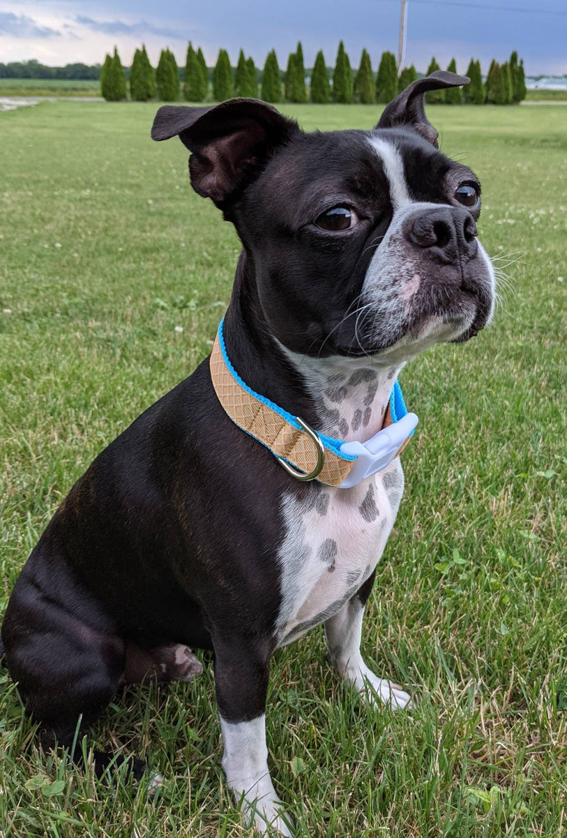 Waffle Dog Collar – Rogue Collars