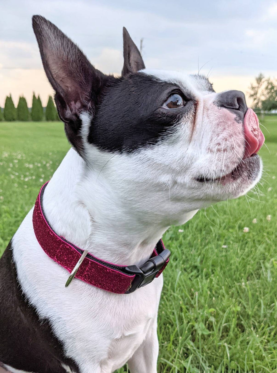 Raspberry Sparkle Dog Collar – Rogue Collars